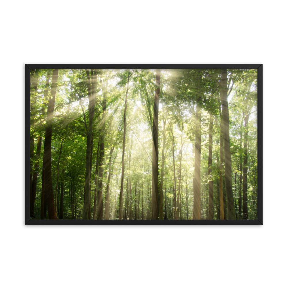 Sun Rays Through Treetops in the Forest Framed Photo Paper Wall Art Pr